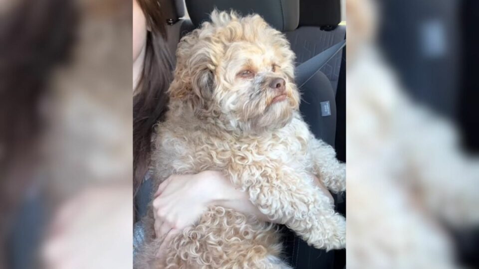 Alabama Dog Has A Face That Looks Just Like A Human's, And The Internet ...