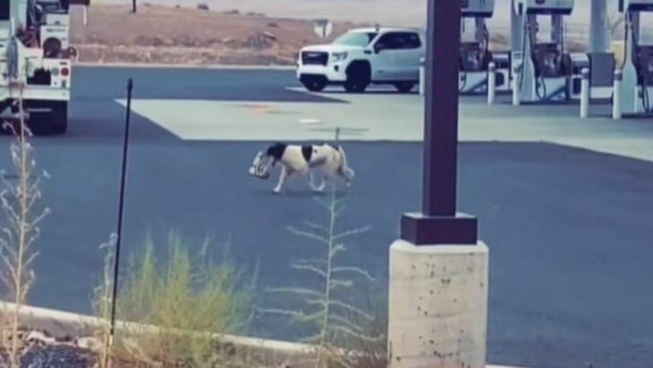 Arizona Man Witnesses Stray Dog Snatching Food From Starbucks And Comes ...