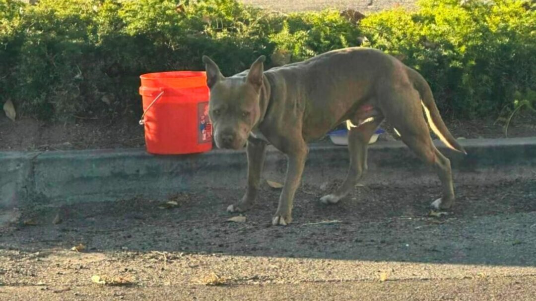 California Dog Left Behind By Moving Car Looks So Sad It Melts Rescuers ...