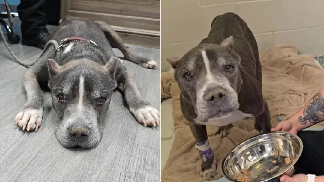 Michigan Family Claims Sick Senior Dog Is A Stray, But Rescuers Uncover ...