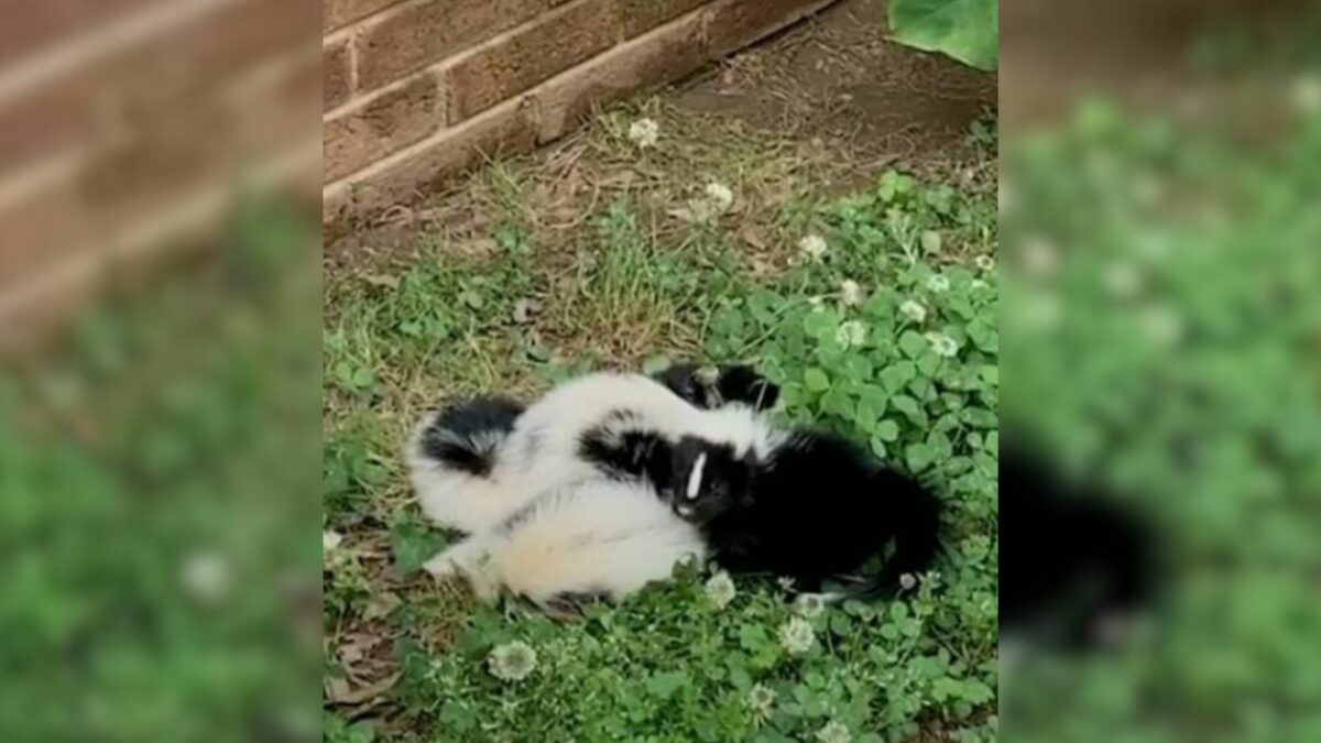 North Carolina Rescuers Find A Pile of Orphaned Babies Huddled Together ...
