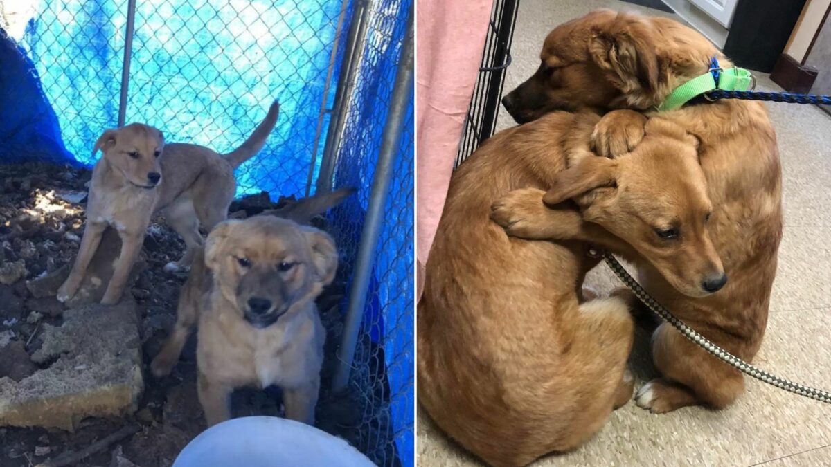 Ohio Shelter Workers Save Terrified Family Of Dogs Who Had Only Ever ...