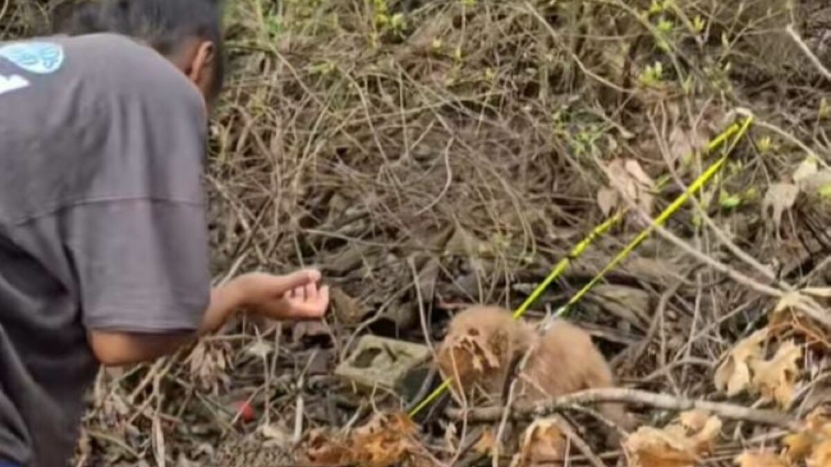 Tears Of Joy As Missing Ohio Dog Finally Found After Vanishing In The Woods