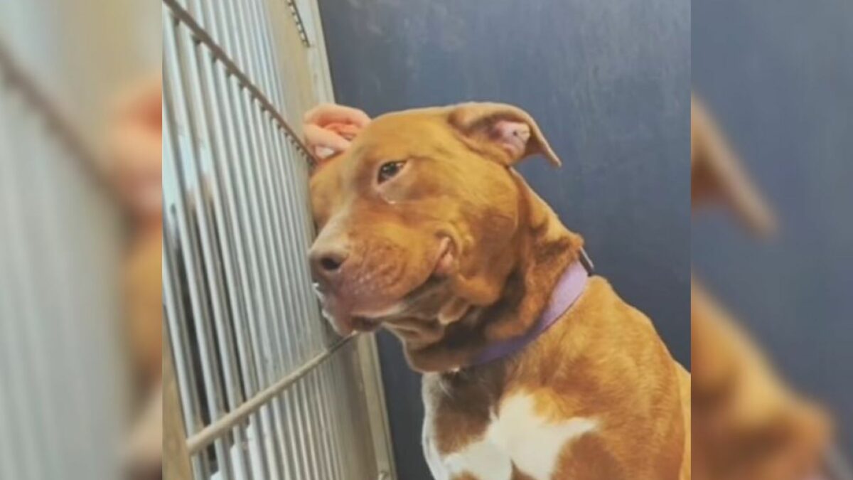 Texas Volunteer Took A Shelter Dog Home For The Weekend And What She ...