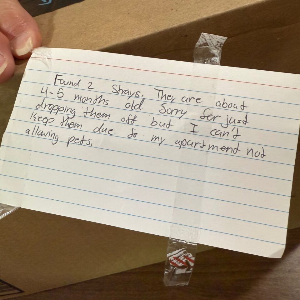 Missouri Shelter Staff Feared What Was Inside A Taped Box Might Not Be ...