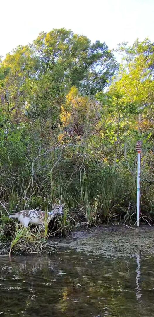 Florida Boater Left Stunned After Rare Speckled Creature Appears On ...