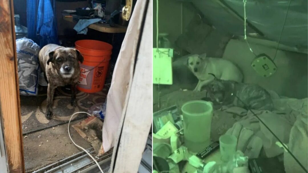 Rescue Mission Begins When Grieving Dog Sisters In California Cannot ...