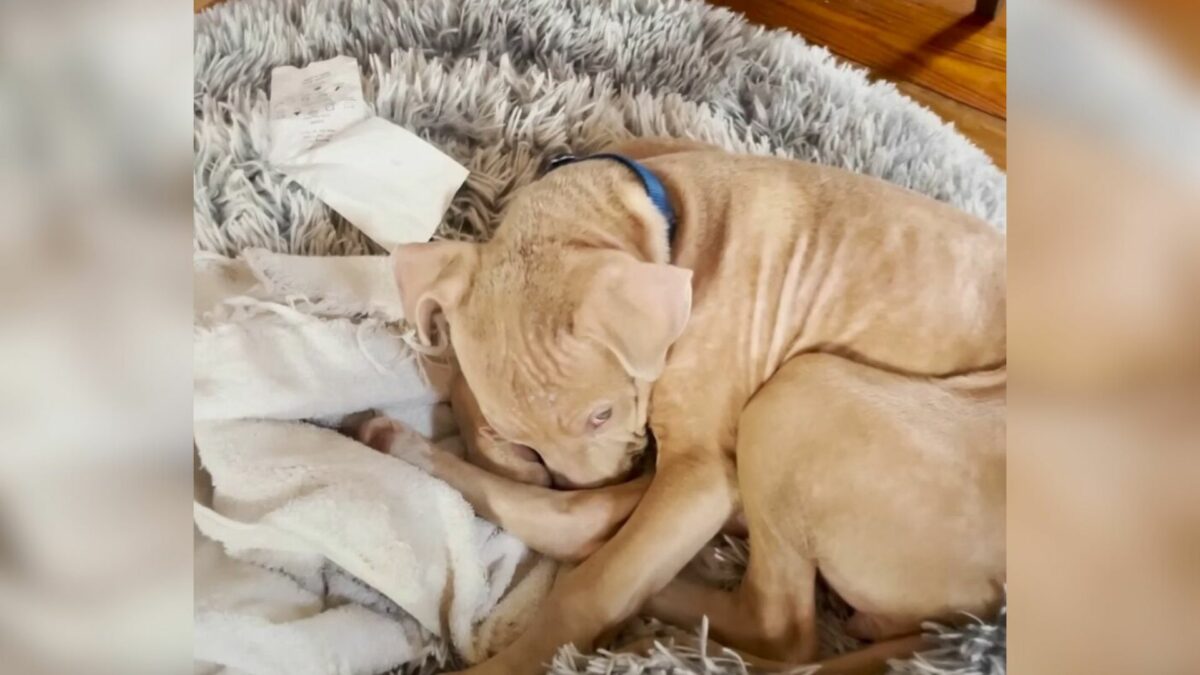 Rescue Team From North Carolina Saves Mangy Pittie And Turns Her Into A ...