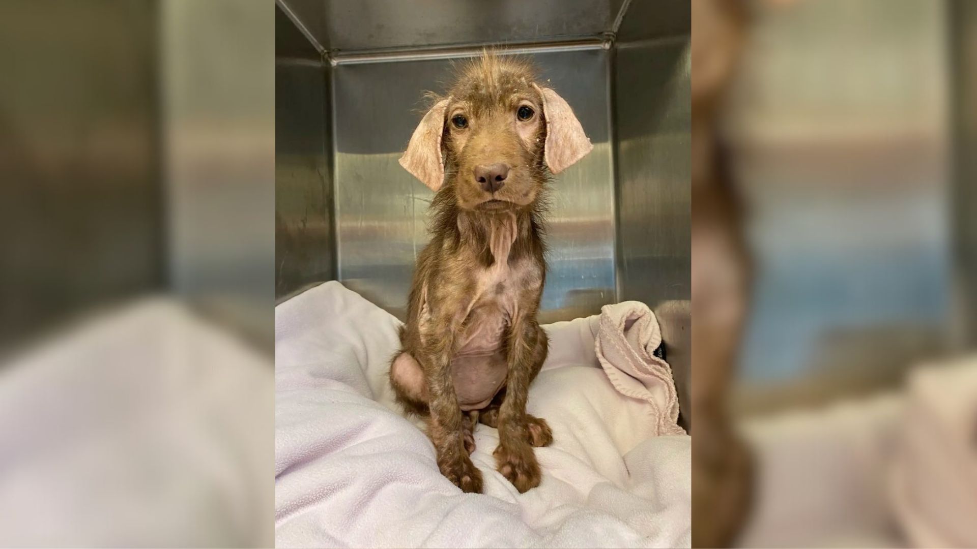 Texas Stray’s Stunning Transformation Leaves Rescuers Speechless