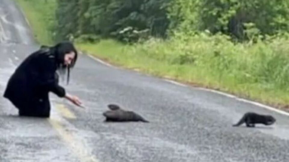 Washington Couple Notices Unusual Shape On Road And Finds Three Small ...