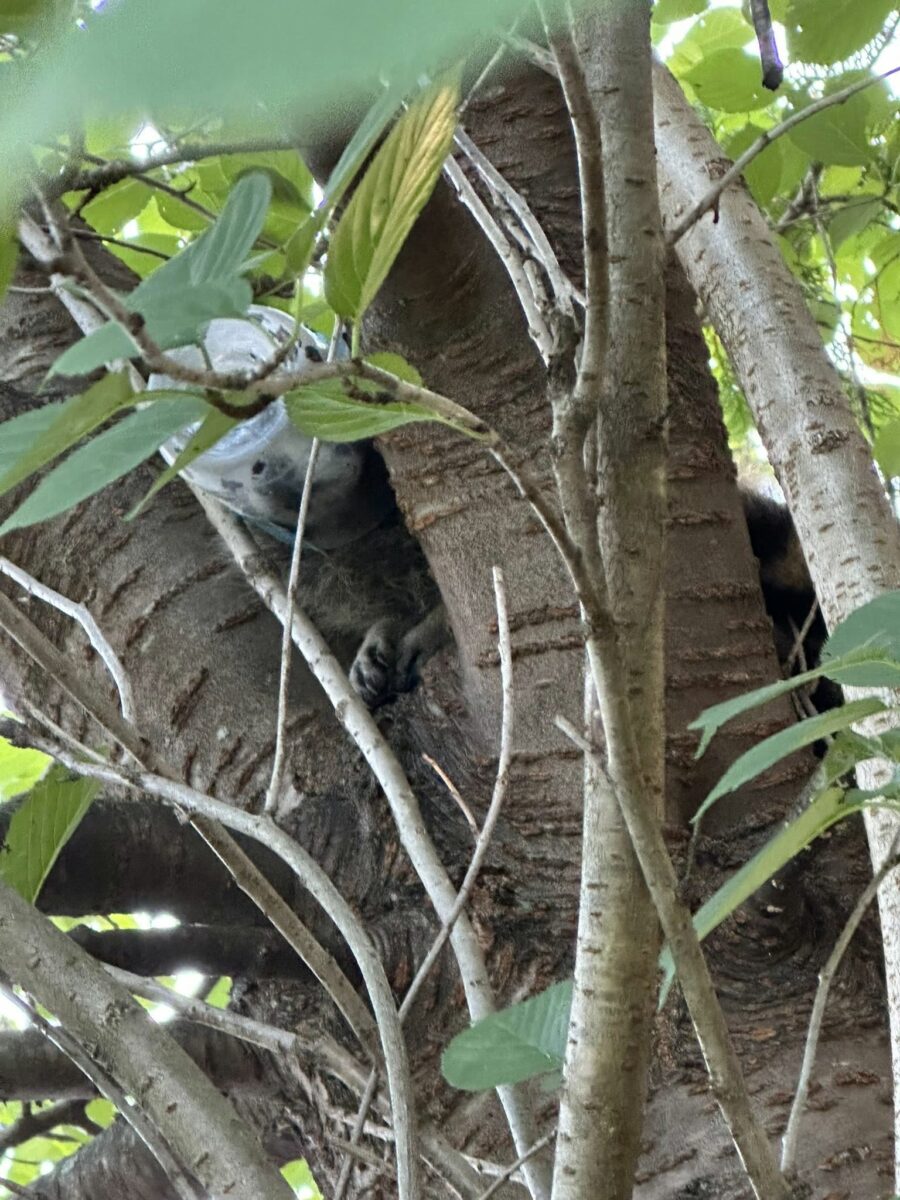 New York Rescuers Spotted An Animal On A Tree With Something Odd Stuck ...