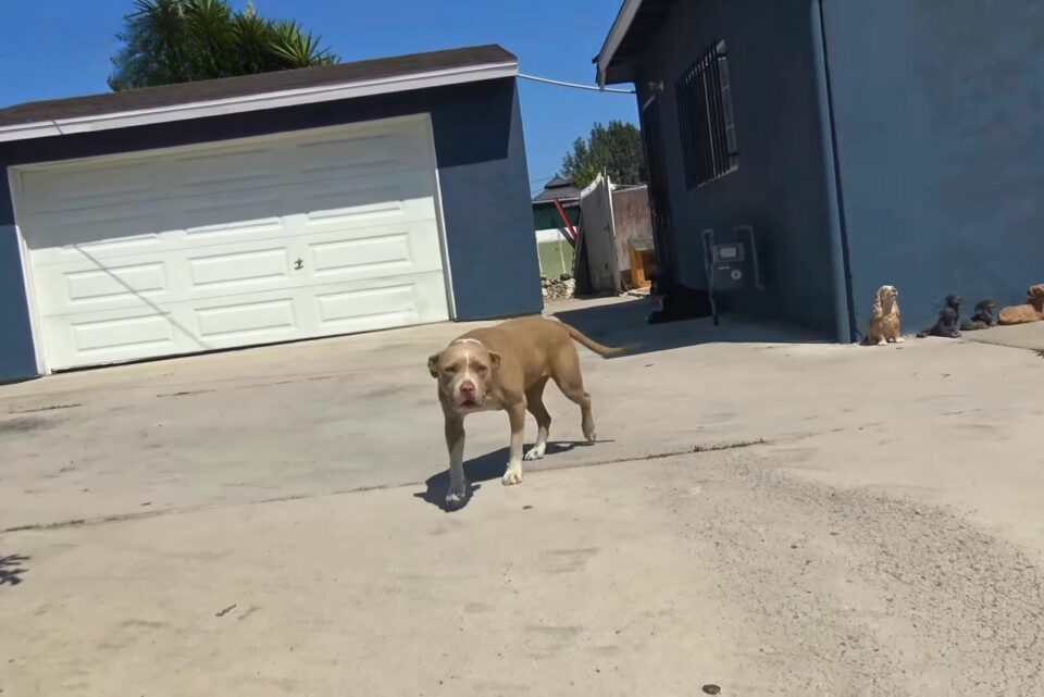 California Stray Dog Hides Behind His Only Friend Before Rescuers ...