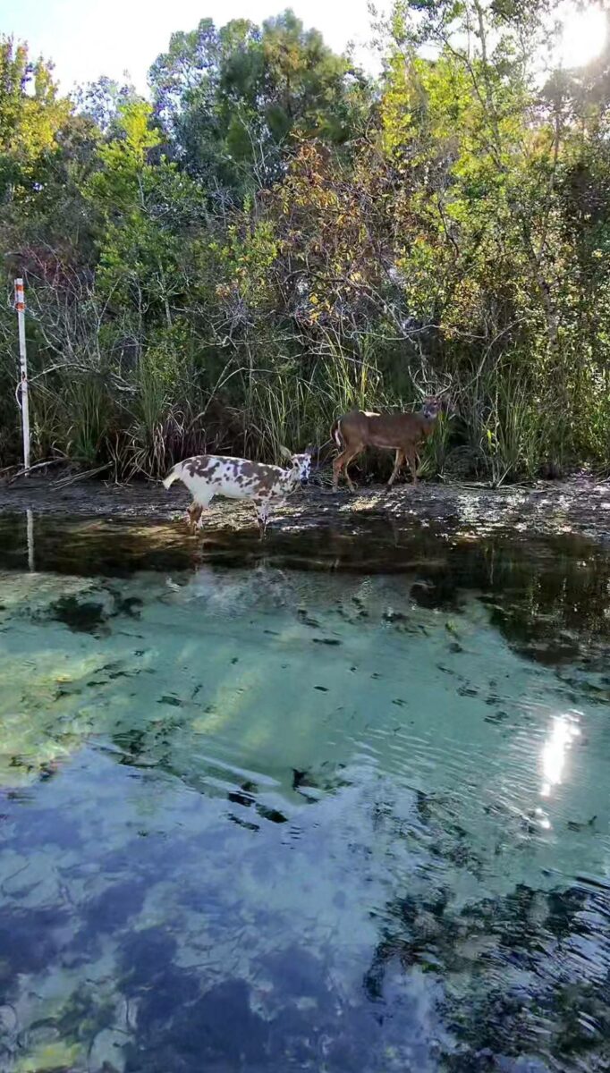 Florida Boater Left Stunned After Rare Speckled Creature Appears On ...