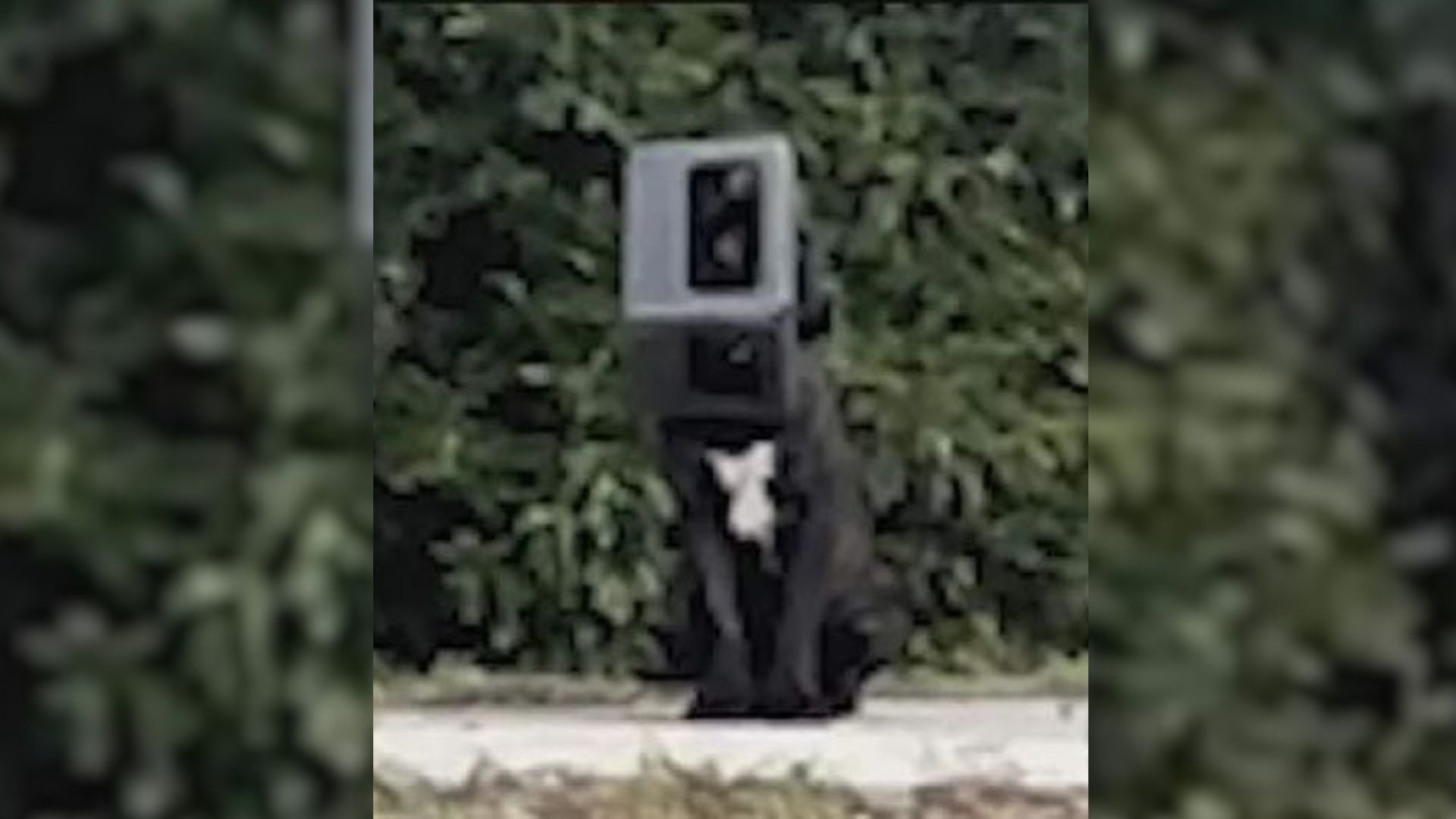 Alabama Rescuers Spot A Dog With Something Stuck On His Head And Refuse ...