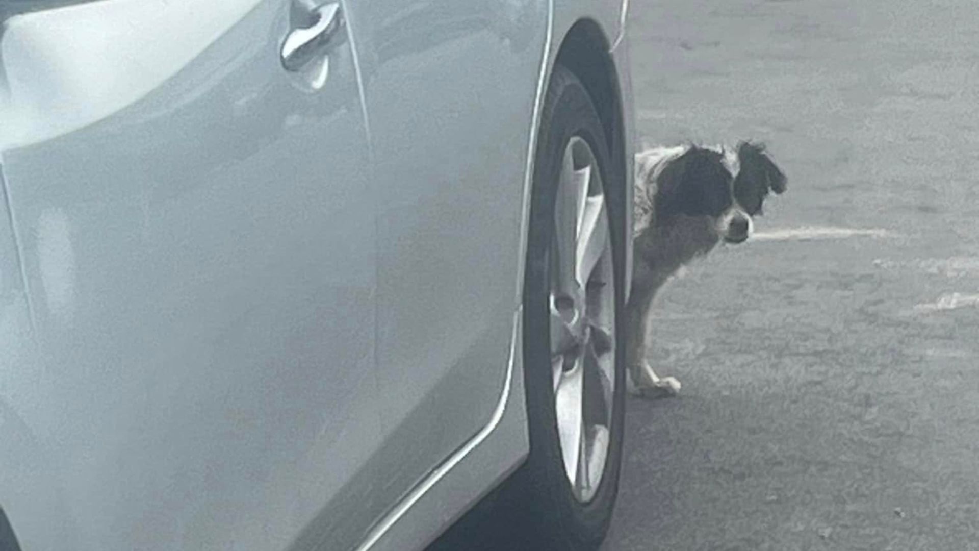 California Rescuer Spots A Frightened Dog Near Traffic And Knows She ...