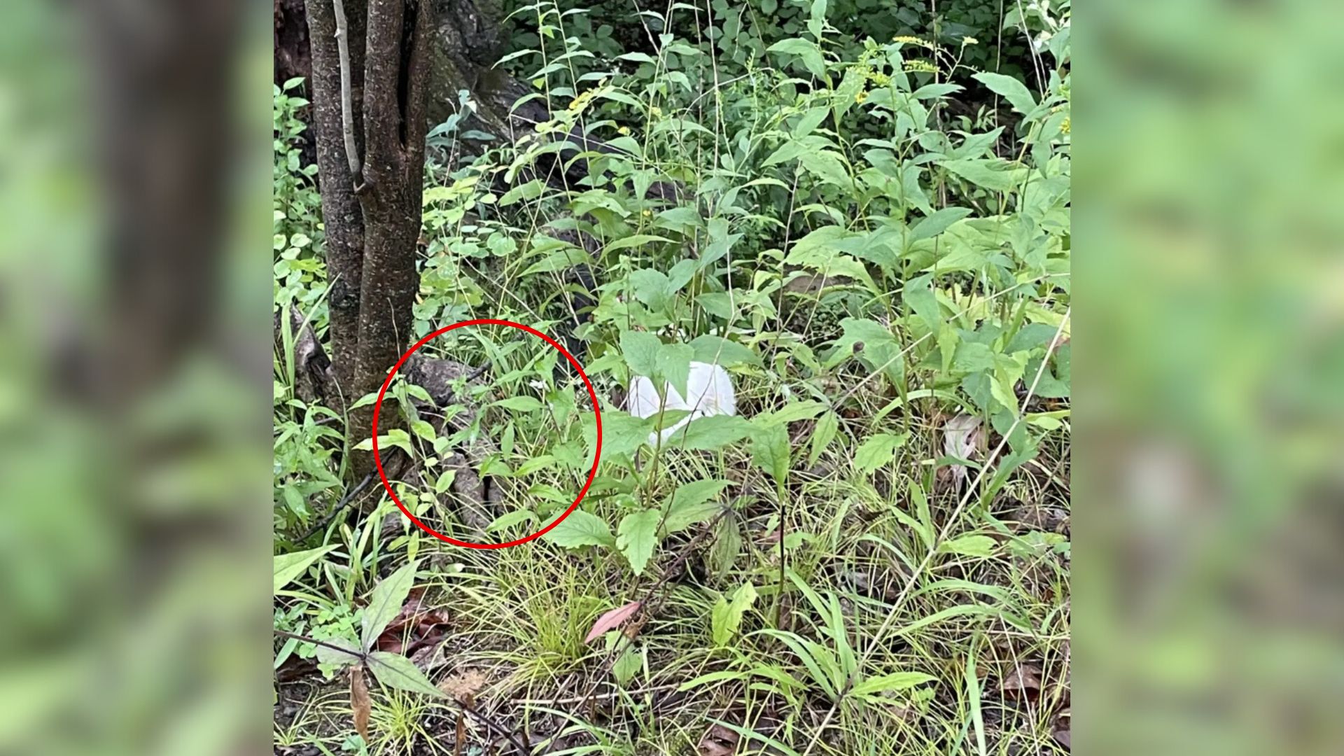 Illinois Hikers Find Mysterious Creature In The Forest, Leading To A ...