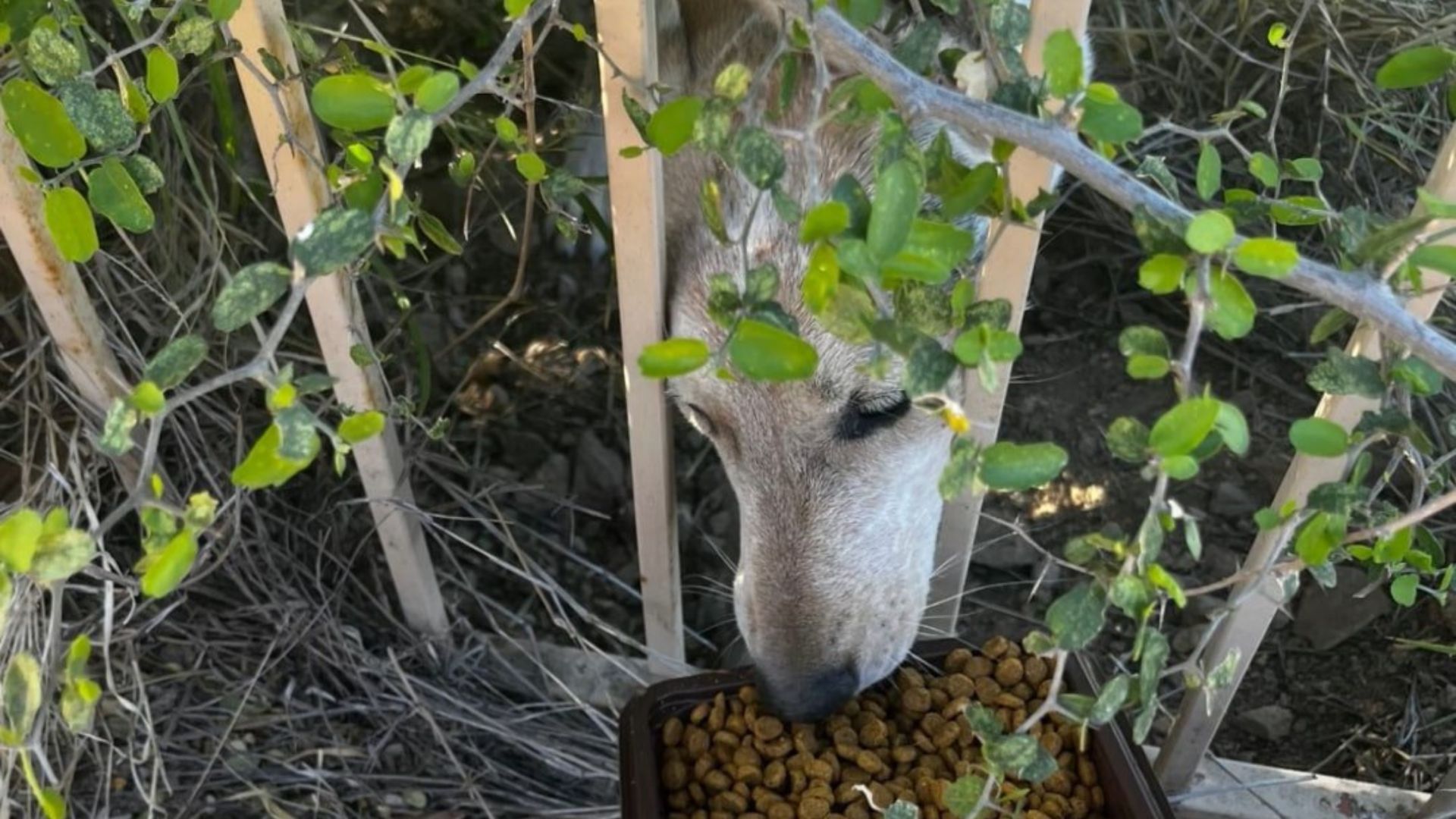 Mysterious "Coyote" In Arizona Leads To Heartwarming Rescue And Adoption