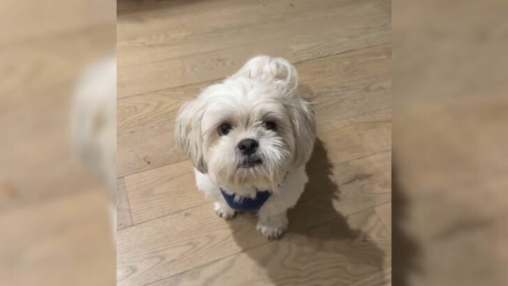 New York Pup’s Dramatic Barking Over Bedtime Delay Goes Viral