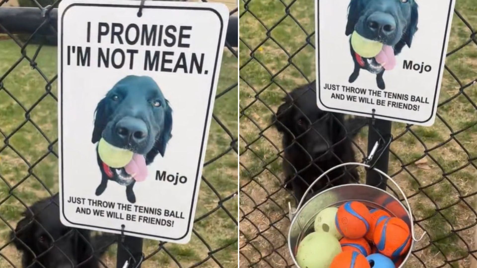 South Dakota Dog’s Nervous Barking Turns Into Laughter And Play Thanks ...