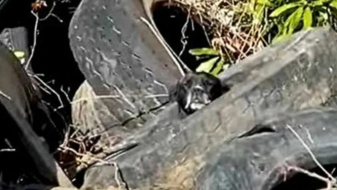 Stray Dog Left In Texas Sand Pit Finds Hope After Unexpected Rescue