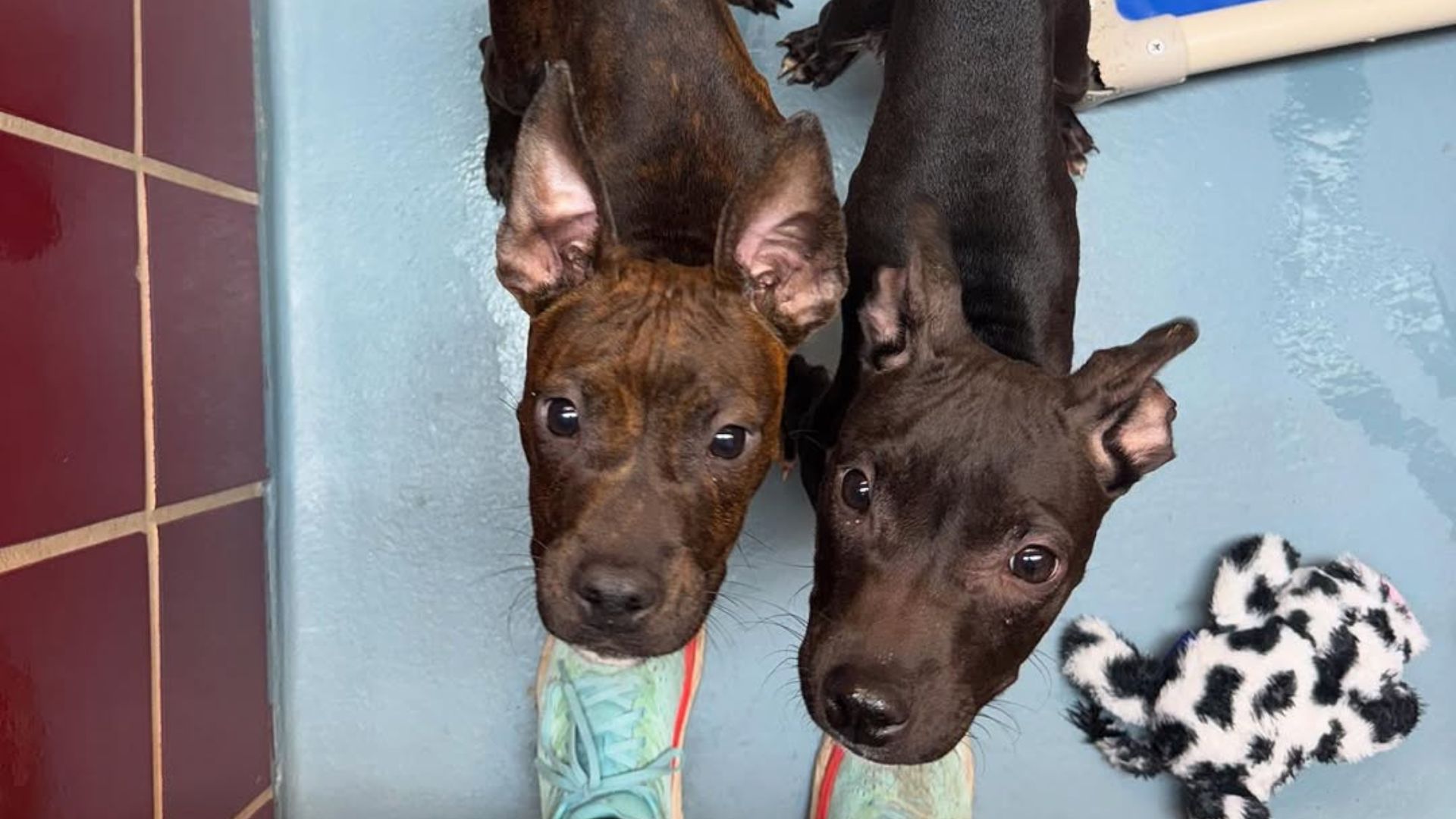Two Puppies In Texas Shelter Reach Their Paws Through Kennel Bars As ...