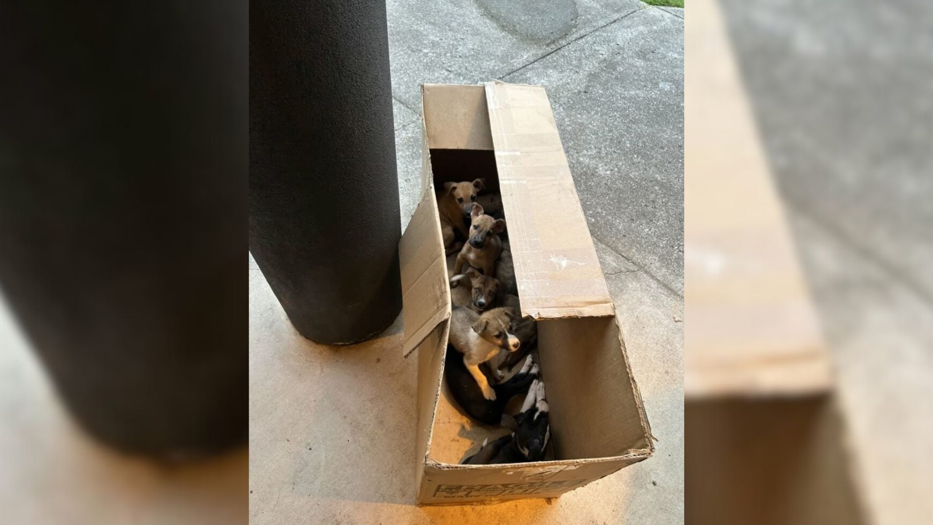 Alabama Shelter Workers Arrive To Find A Cardboard Box Hiding Tiny ...