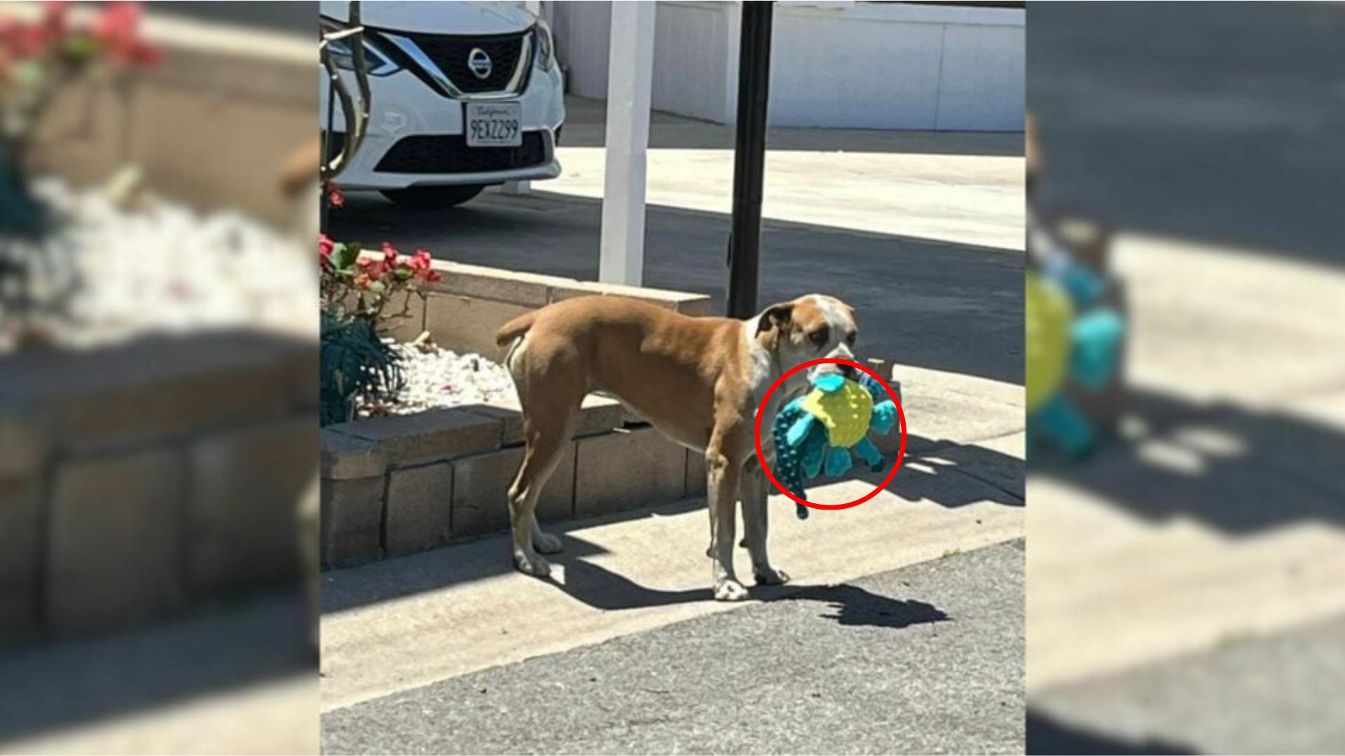 Anxious California Pup Carries Her Toys Through The Streets Hoping For ...