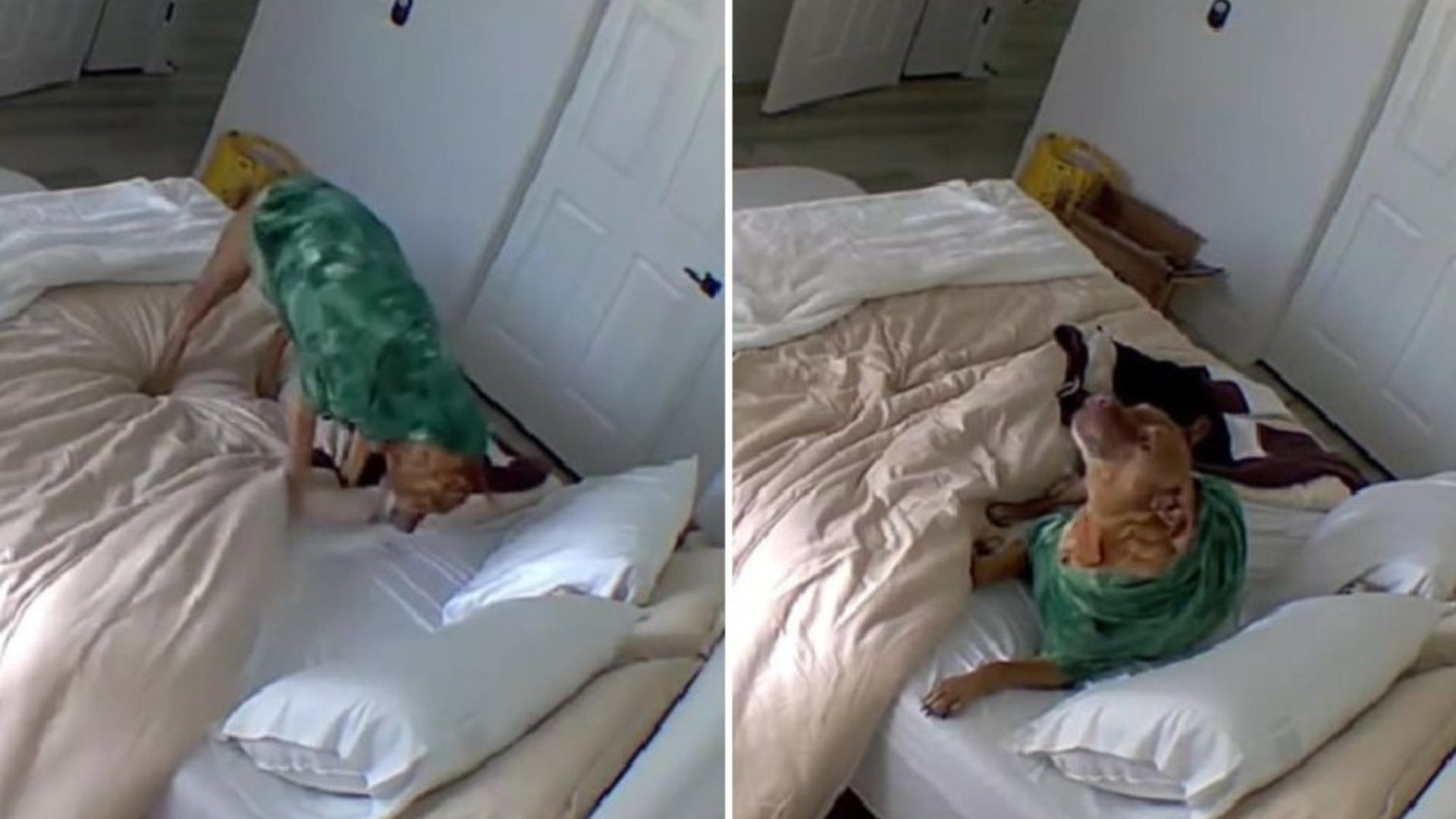 Arizona Pit Bull Waits On His Owner’s Bed And Leaves Viewers In Tears