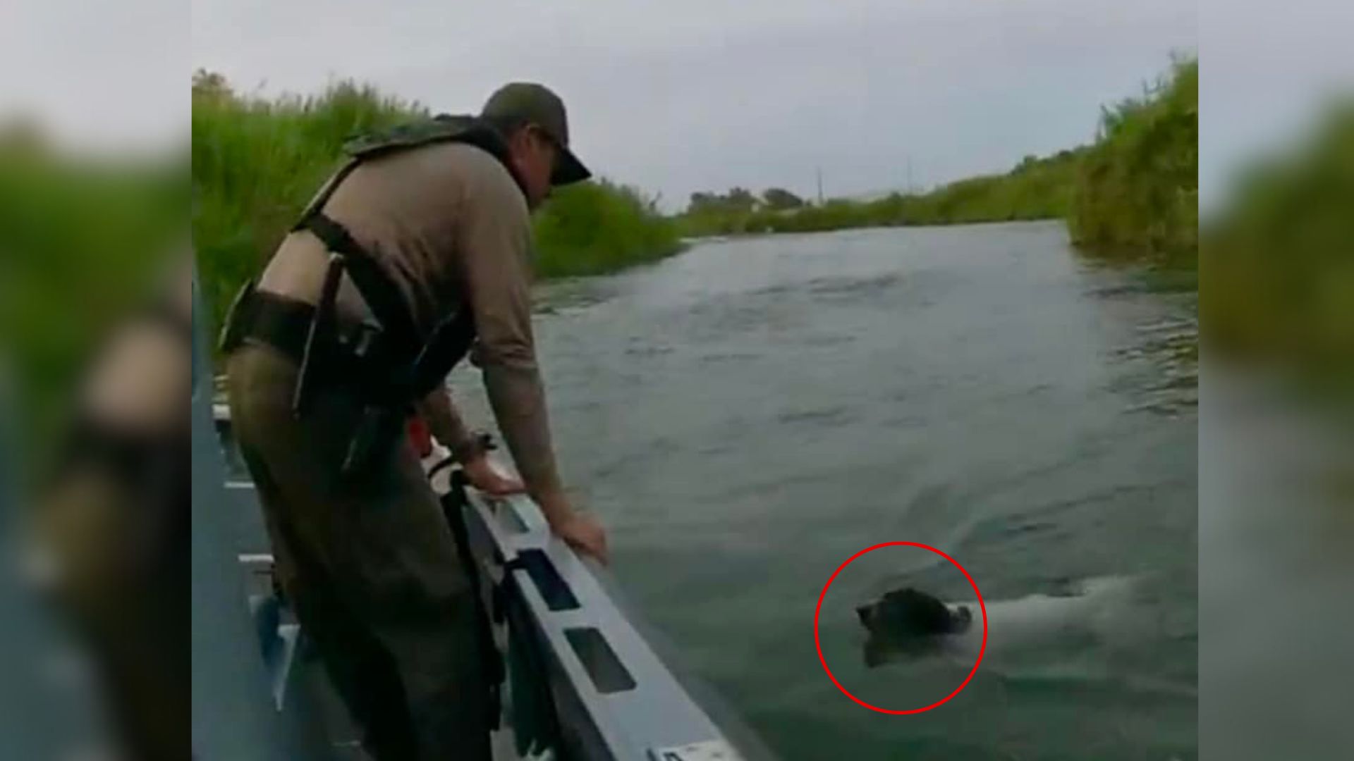 Arizona Pup Struggles Against The Current While Her Family Prays For A ...