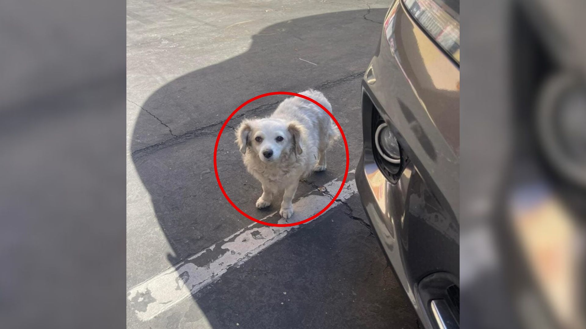California Dog Wandered A Dangerous Street For A Week Until Help ...