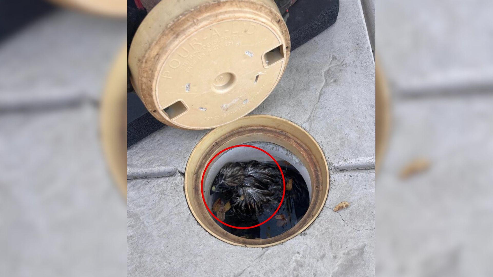 California Pool Party Takes A Shocking Turn With A Hidden Guest Beneath ...