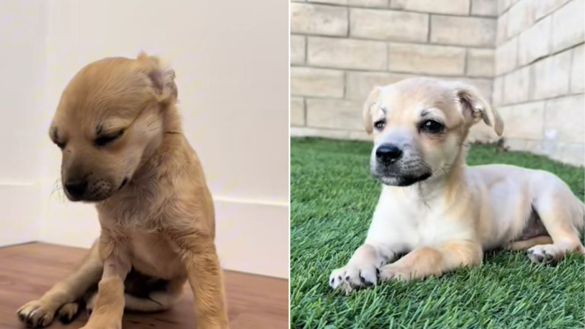 California Pup With Scars Of Cruelty Shows Miraculous Recovery And Hope ...