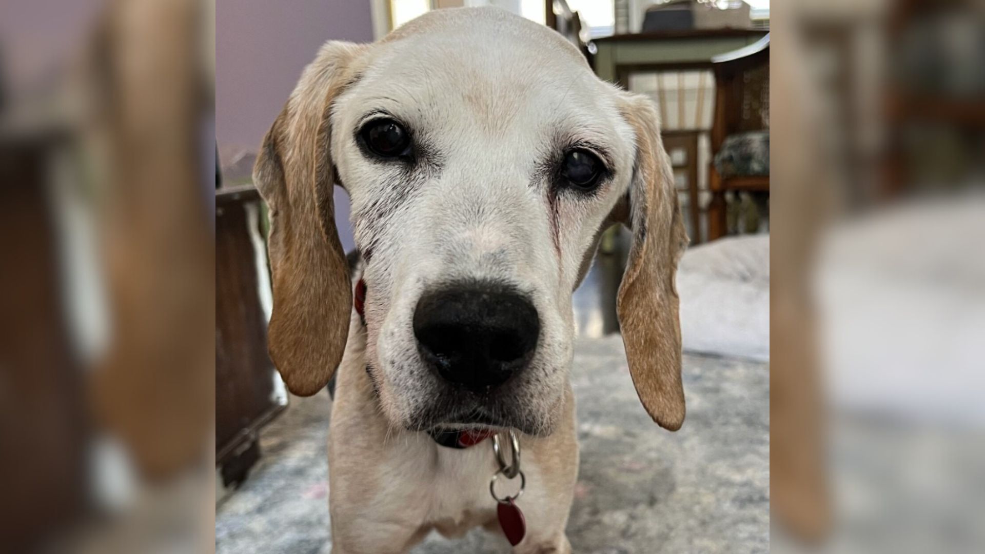 California Senior Beagle’s Journey From Cruelty To Comfort Ends With A ...