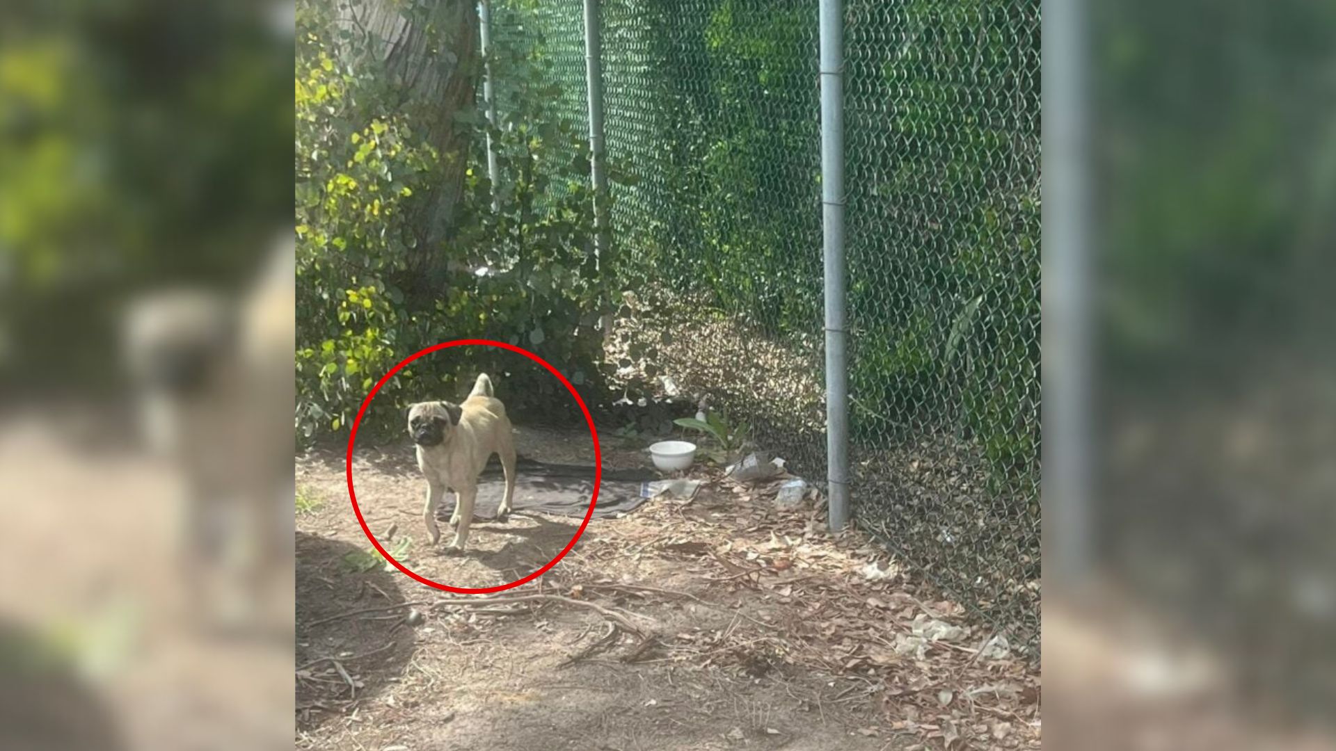 California Workers Are Heartbroken After Finding A Terrified Pug ...