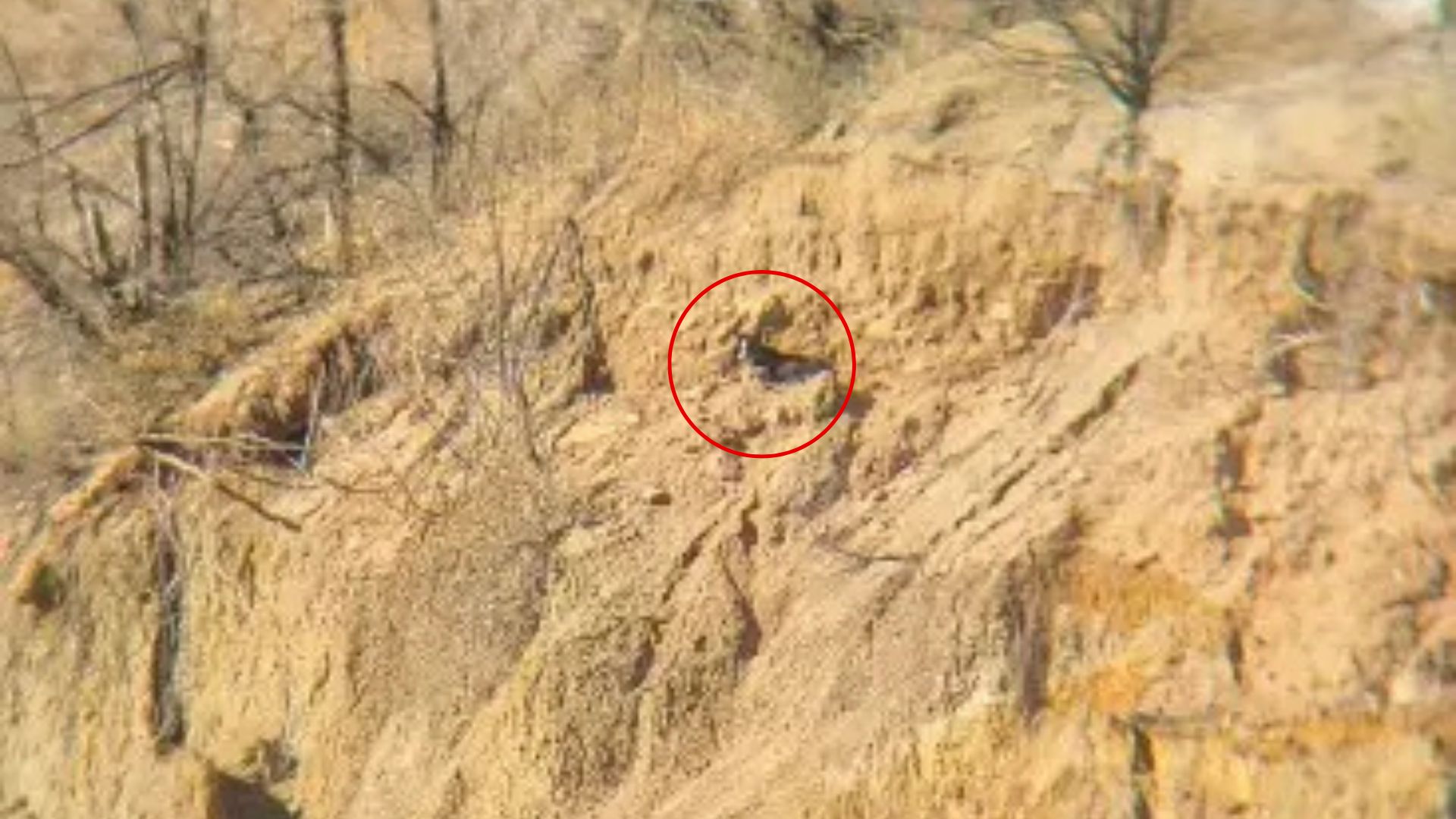 Colorado Dog Missing For Two Weeks Found In A Spot No One Could Believe