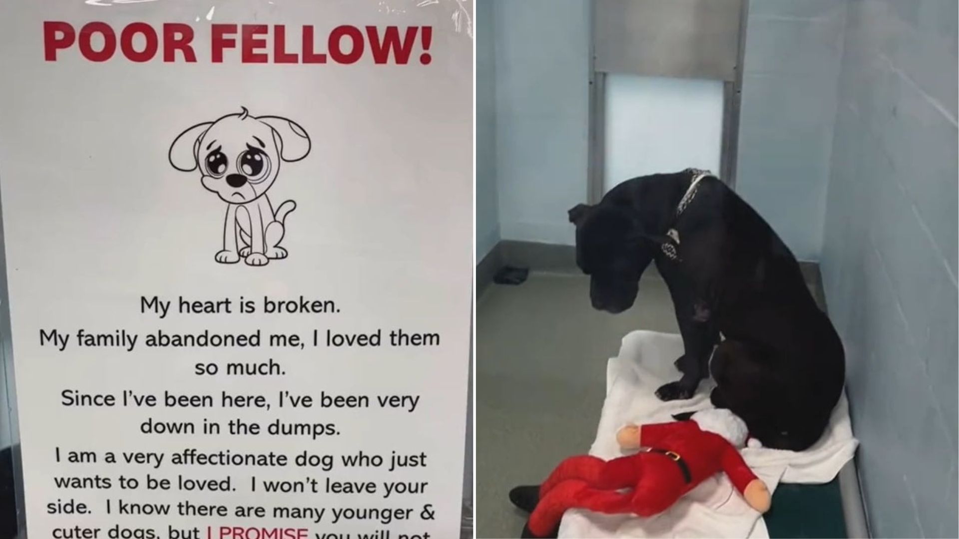 Dog Left Outside Florida Shelter Cries Into The Night Hoping His Loved ...