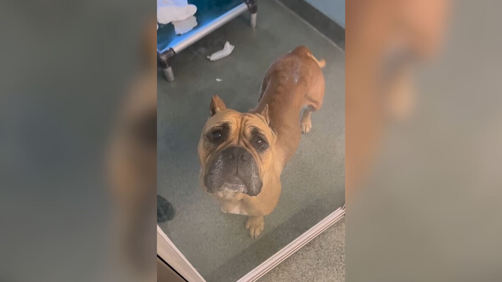 Florida Shelter Dog Wags Her Tail For Adoption Then Faces Another Loss