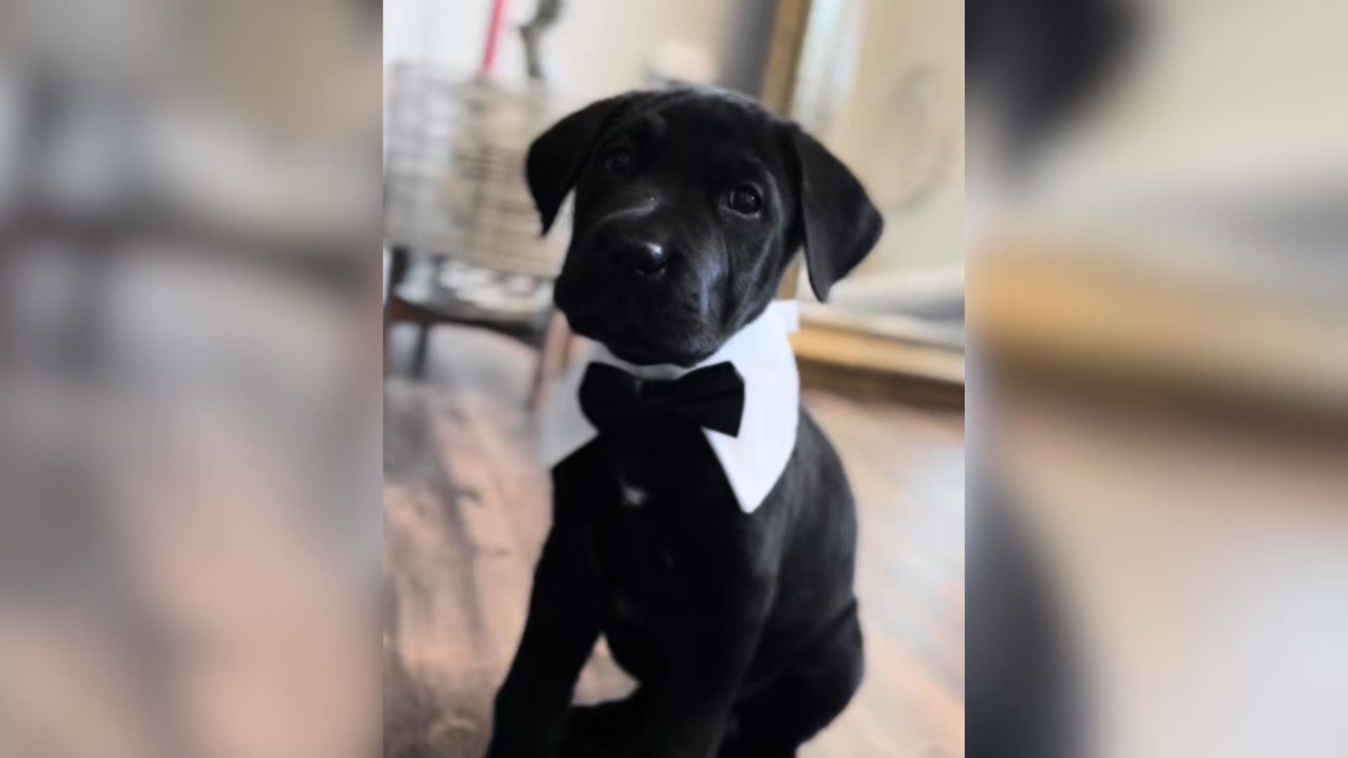 Florida Woman Adopts A Lab Lookalike And Discovers A Very Different Dog