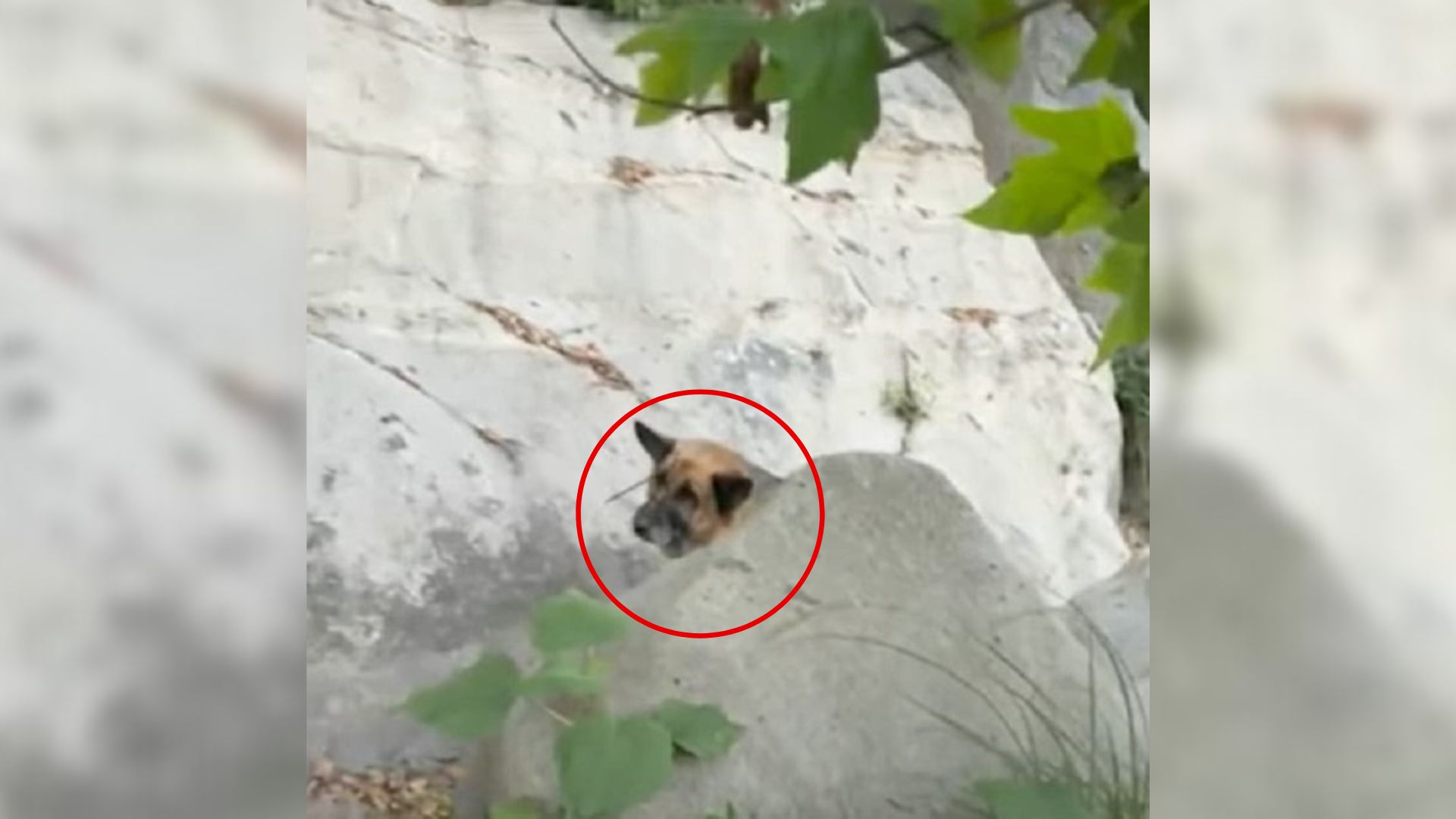 Hikers Discover Abandoned Pup In California Canyon And Uncover A ...