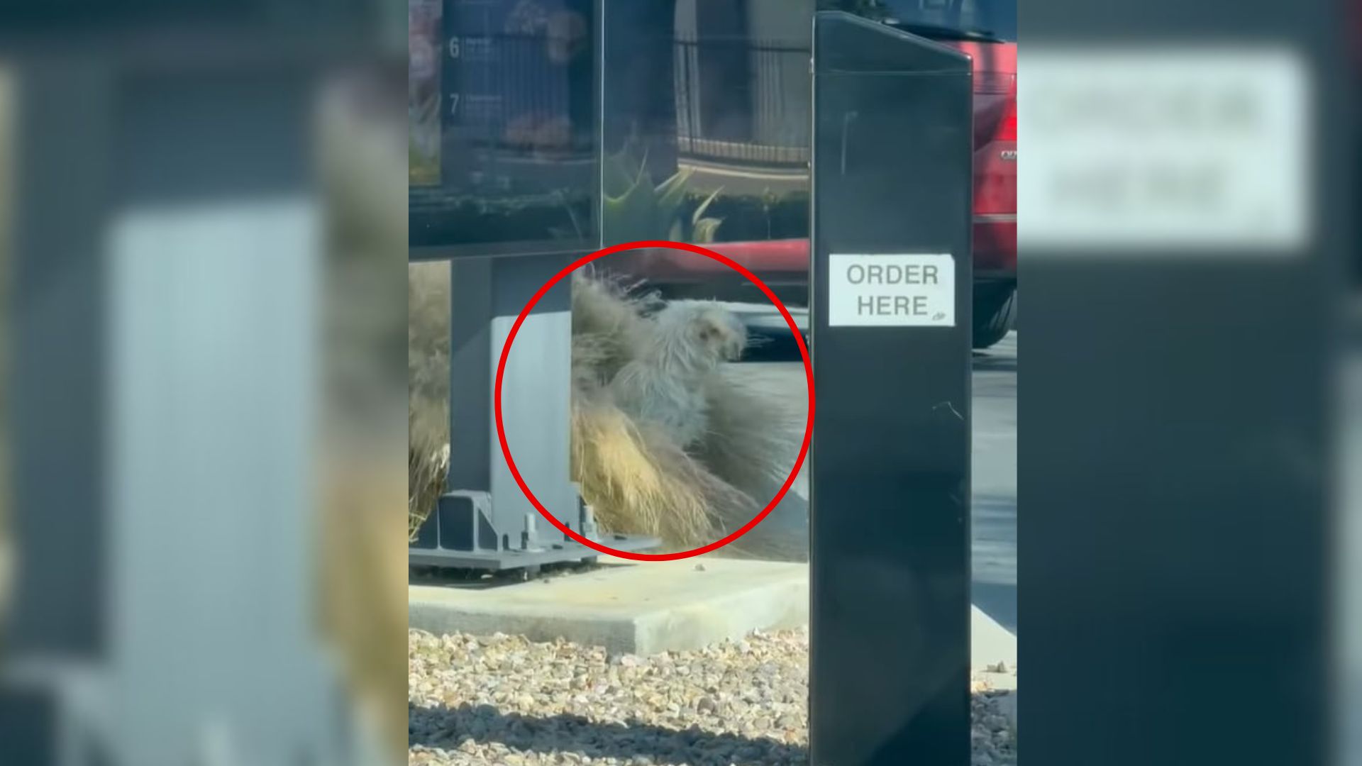 Hungry Dog In California Fast Food Lot Moves From Car To Car Pleading ...