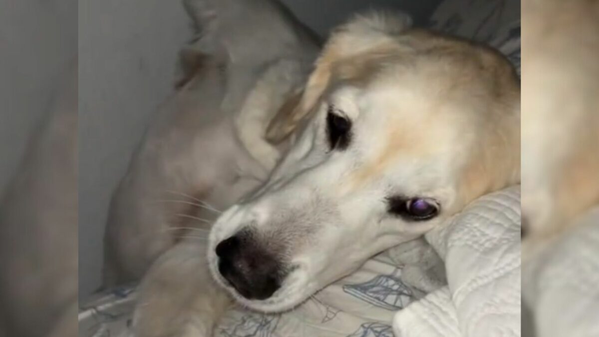 Indiana College Student Hears Odd Sound At Night, Discovers Dog’s ...