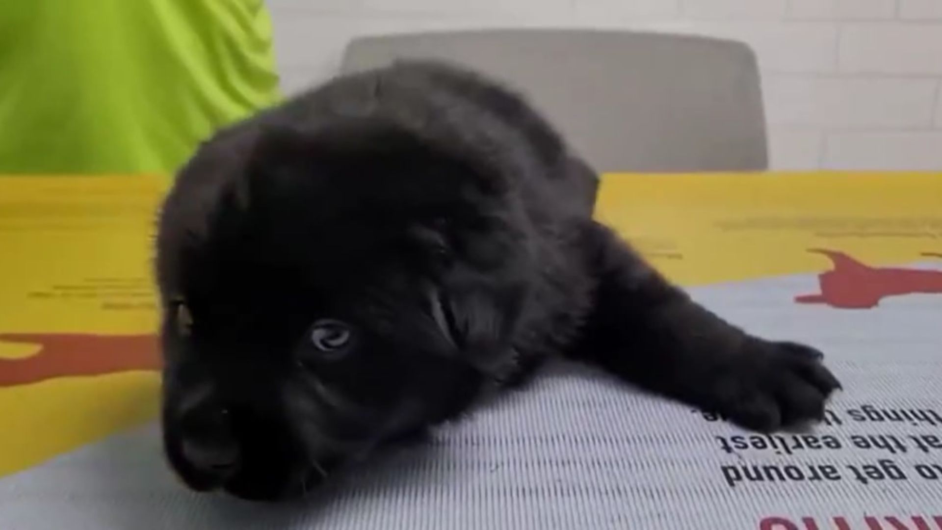 Iowa Dog With A Rare Condition Shows The World That Hope Can Heal