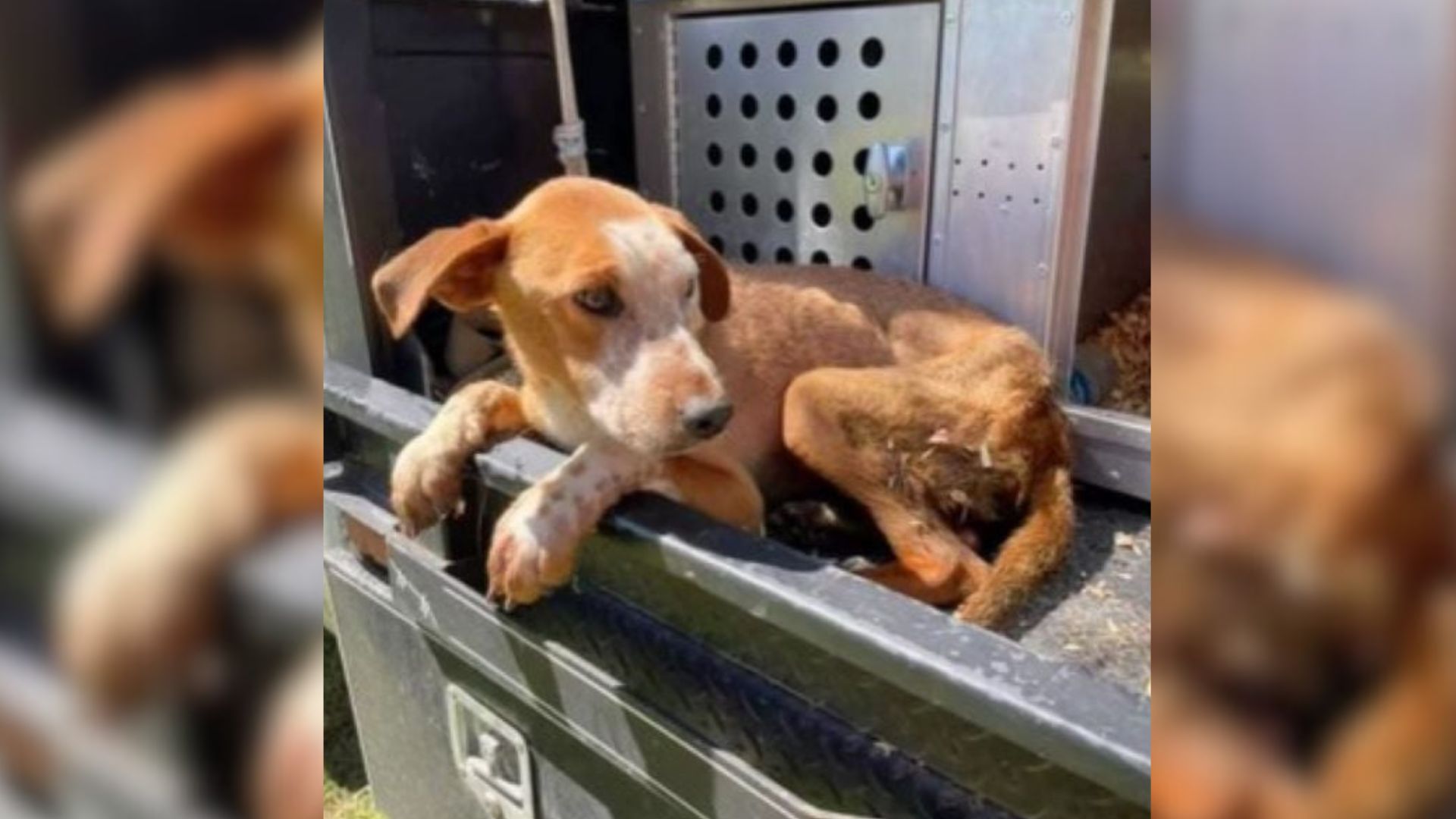 Kansas Workers Uncover Heart-Stopping Discovery After Hearing ...