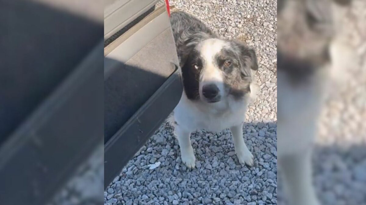 Kentucky Dog With A Reputation For Trouble Greets Delivery Driver ...