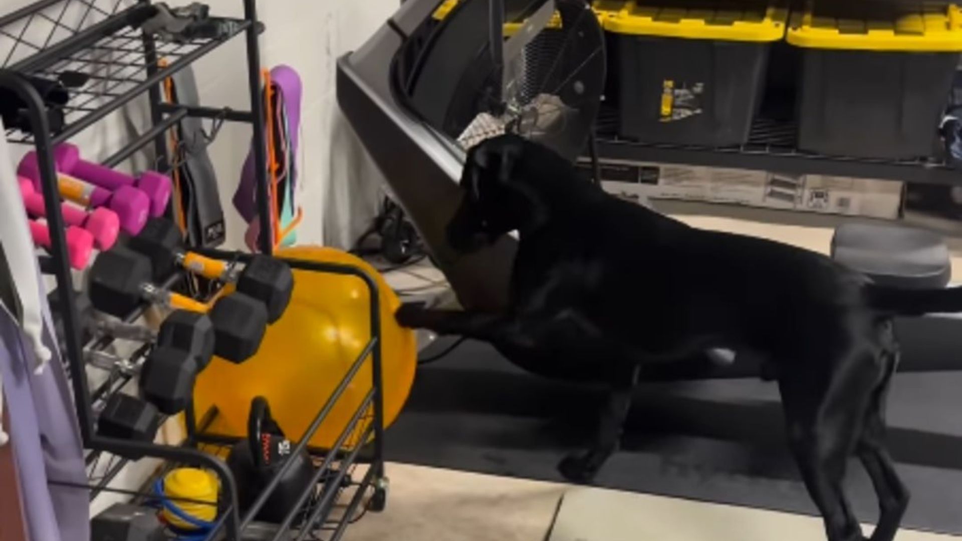 Kentucky Labrador’s Funny Workout Video Turns Him Into An Internet ...