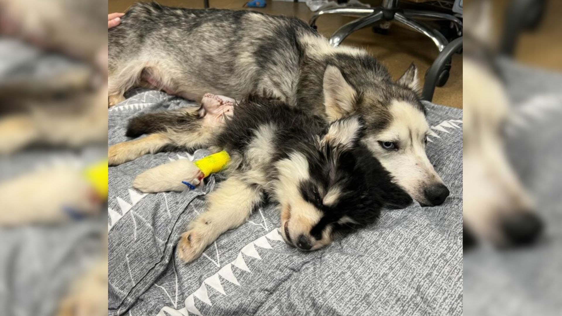 Kentucky Mama Dog Cries In Distress When Separated From Her Only Puppy ...
