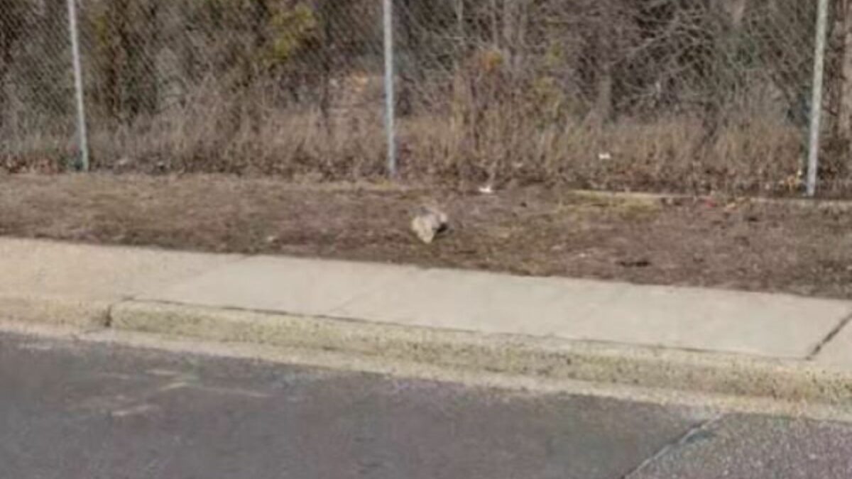 Man Stops To Check A Strange Shape On A New York Road And Makes A Life ...