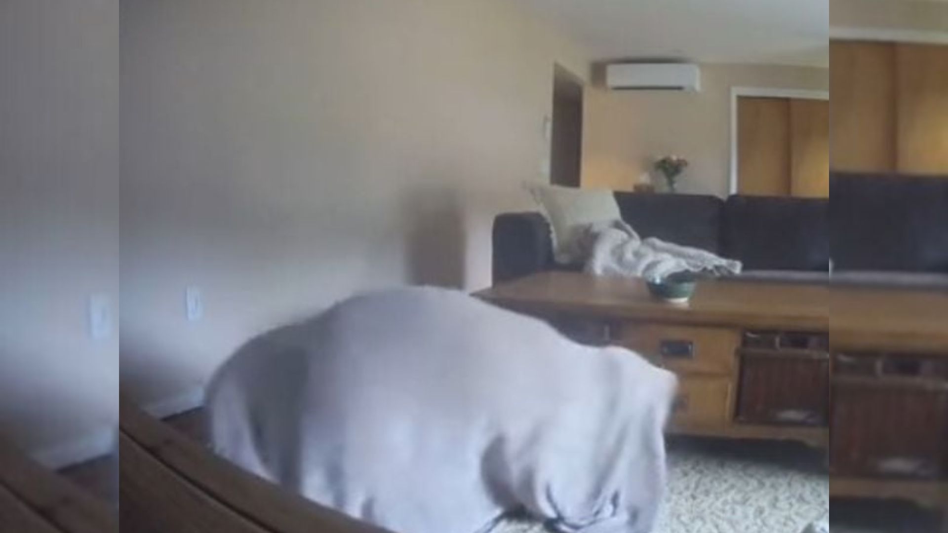Massachusetts Pup’s Blanket Struggle Turns Into A Viral Moment Of Pure ...
