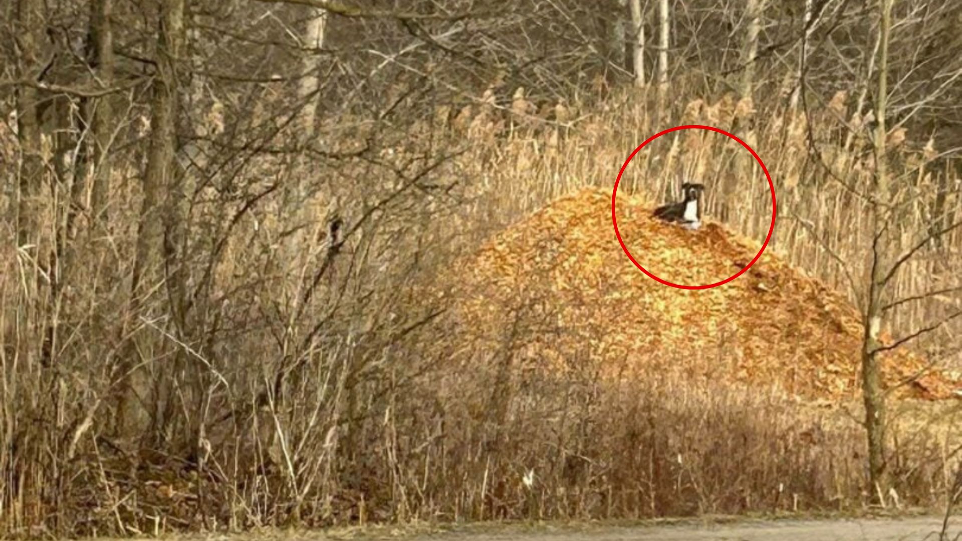 Michigan Dog Left Waiting On Trail Refuses To Leave The Spot Where His ...