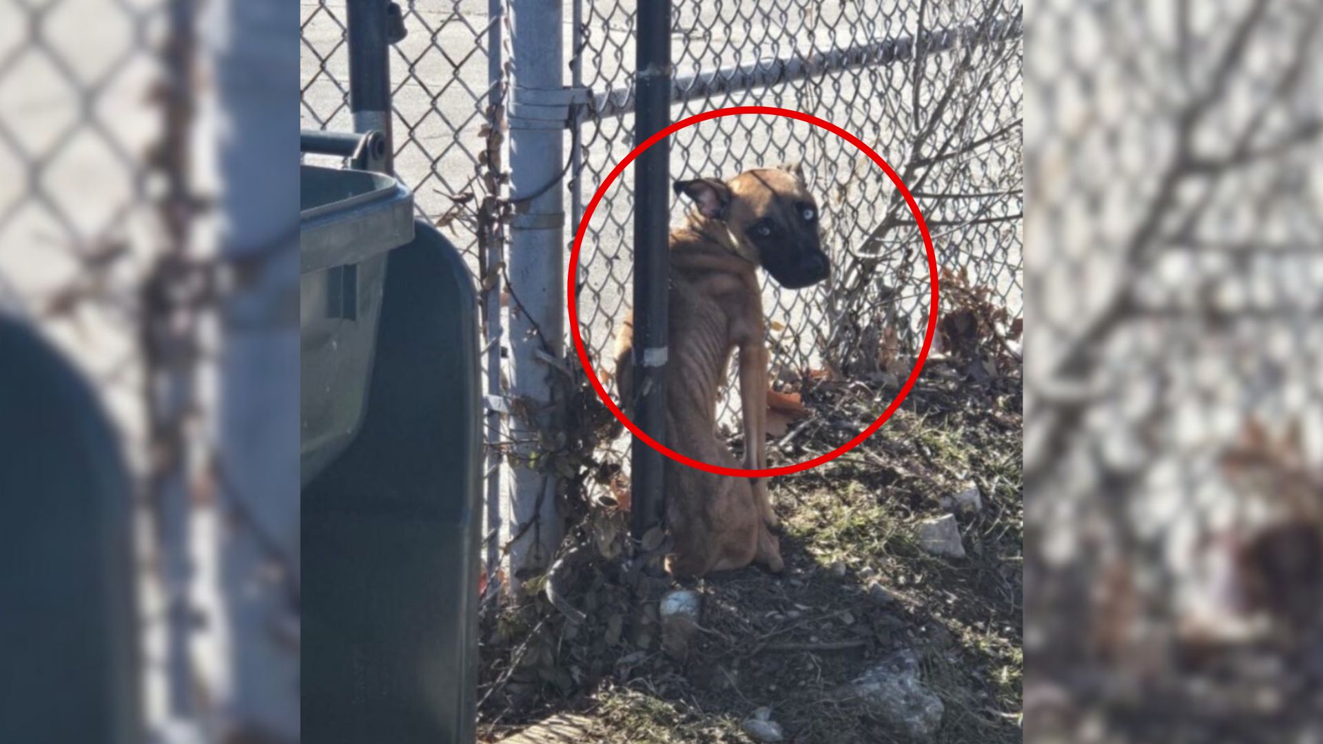 Missouri Dog Once Collapsing From Hunger Begins To Shine Again After ...